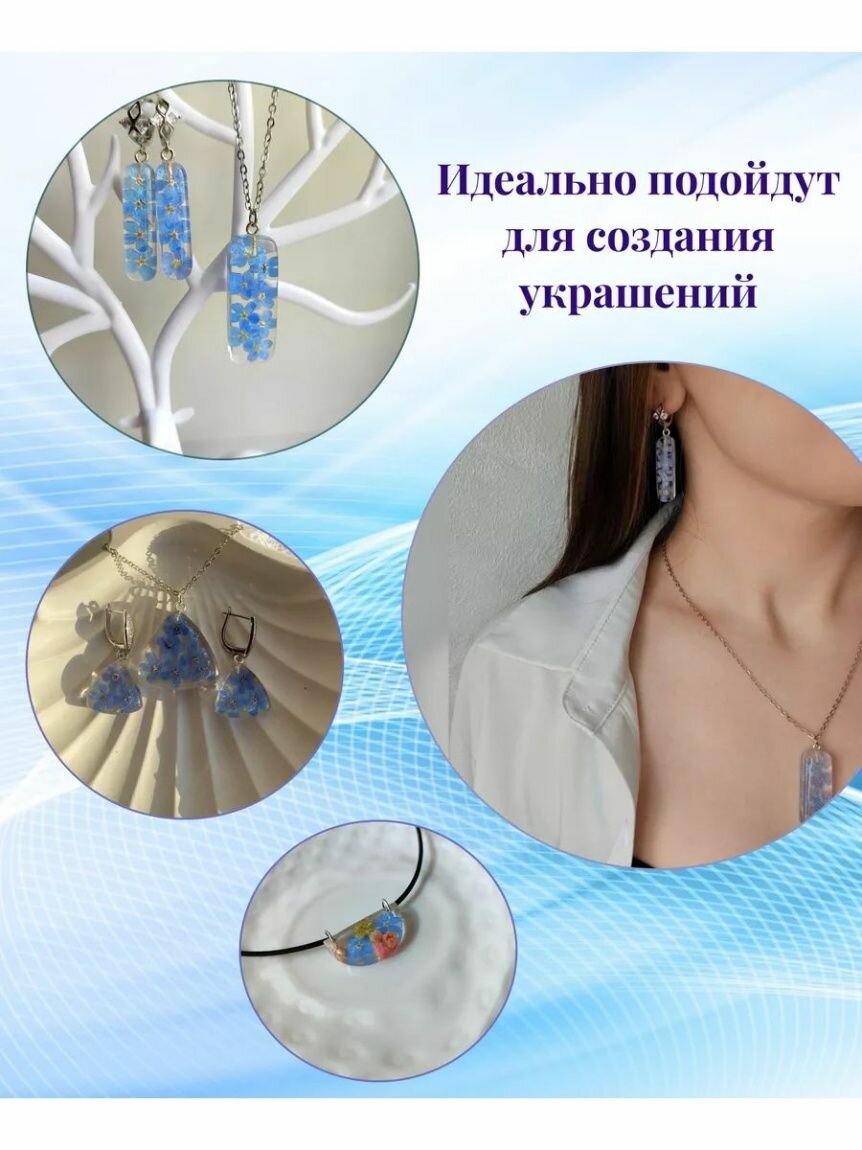 Сухоцветы — фото 1
