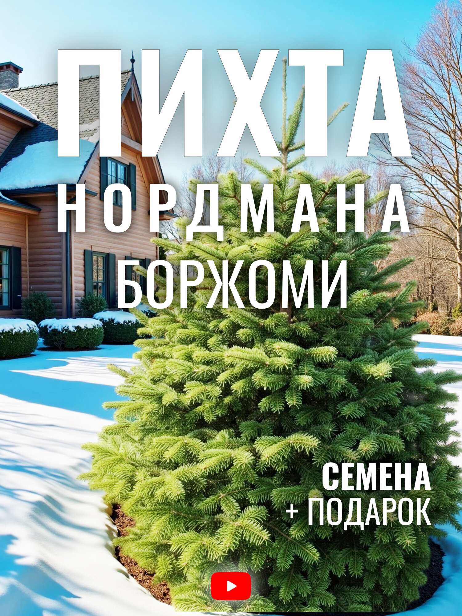Пихта Нордмана Боржоми, Семена, 30 шт, семена хвойных растений