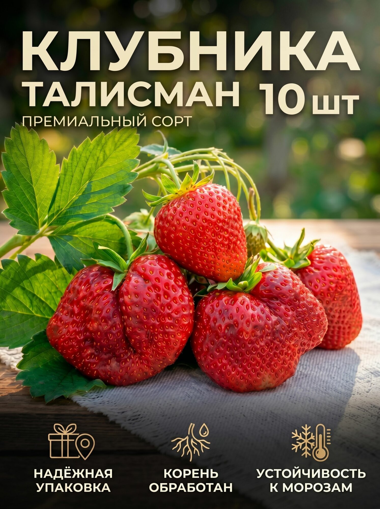 Саженцы клубники ремонтантный Талисман 10-корней, доедут хоть куда