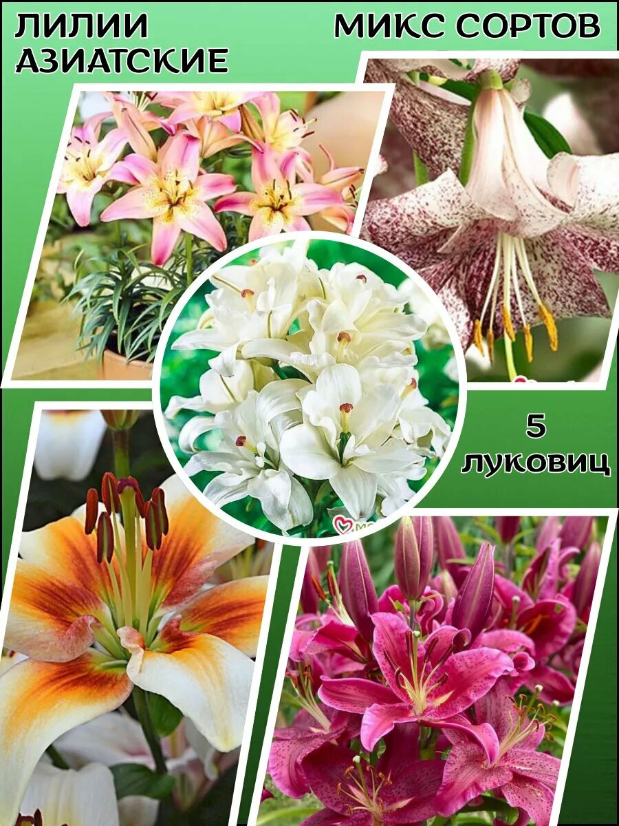 Лилия микс сортов, луковицы многолетних цветов 5 штук