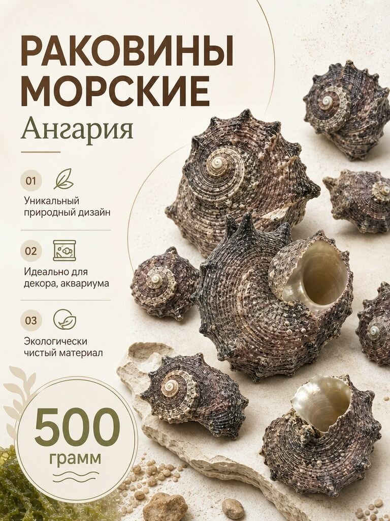 Ракушки морские, Ангария - для поделок, аквариума, дизайна интерьера -500 грамм