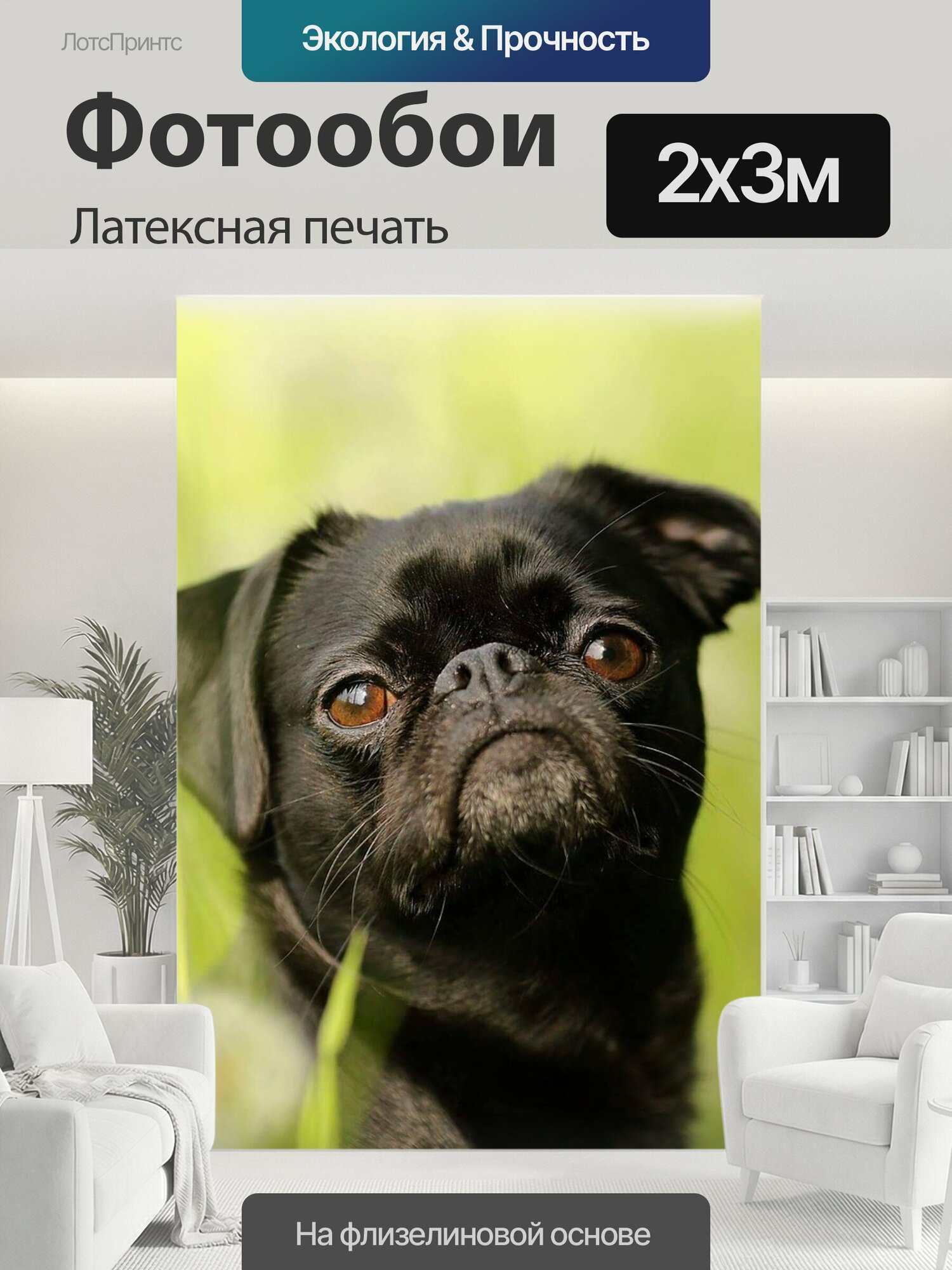 Фотообои моющиеся ударопрочные "Карликовый гриффон, брабантских, собака" 200x300 см. латексная печать