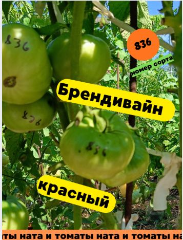 Коллекционные семена томата Брендивайн красный 10 шт