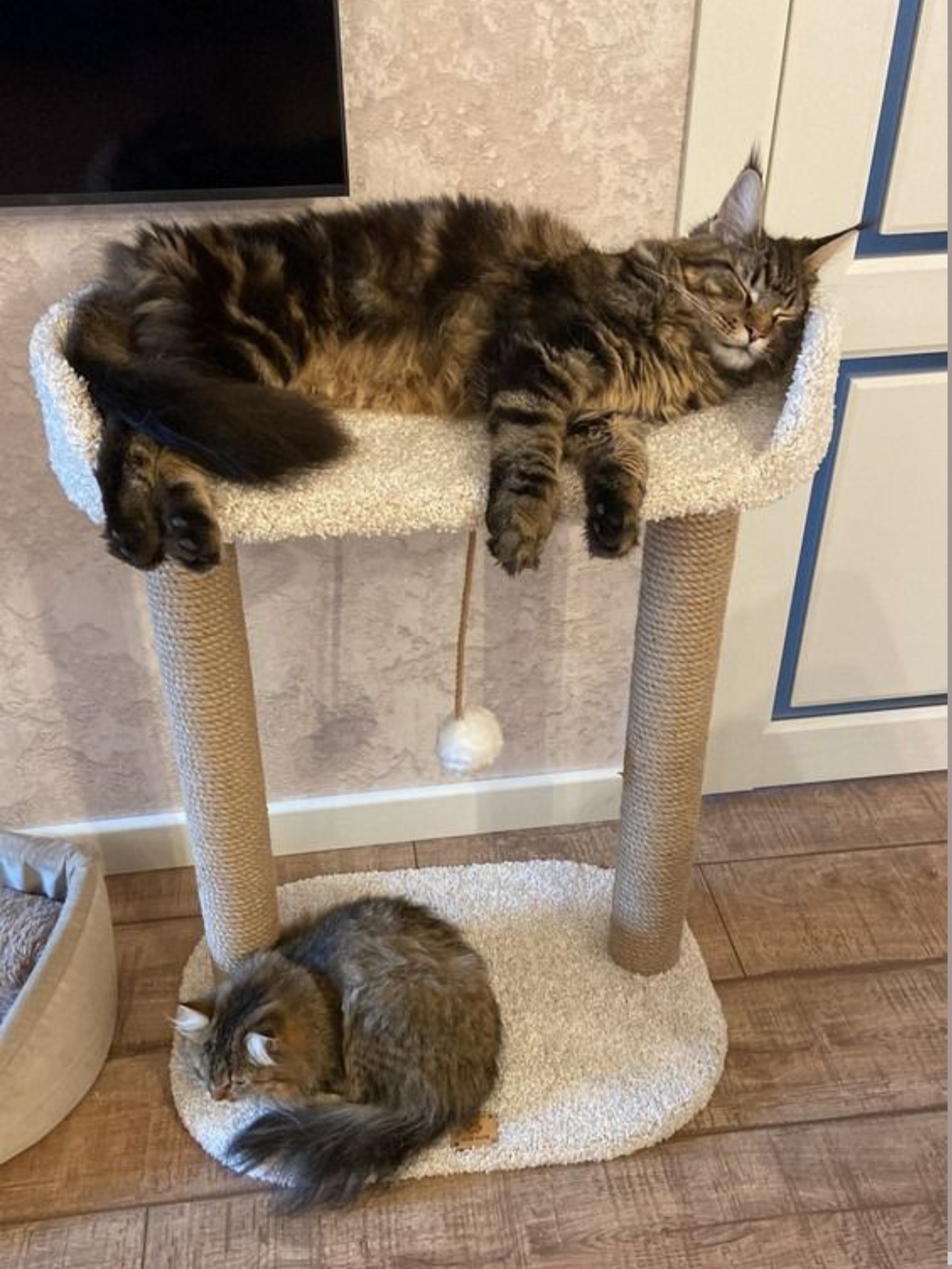 Когтеточка для кошки, Моя Котя "Ложе Князя" цвет белый, ковролин и джутовый канат