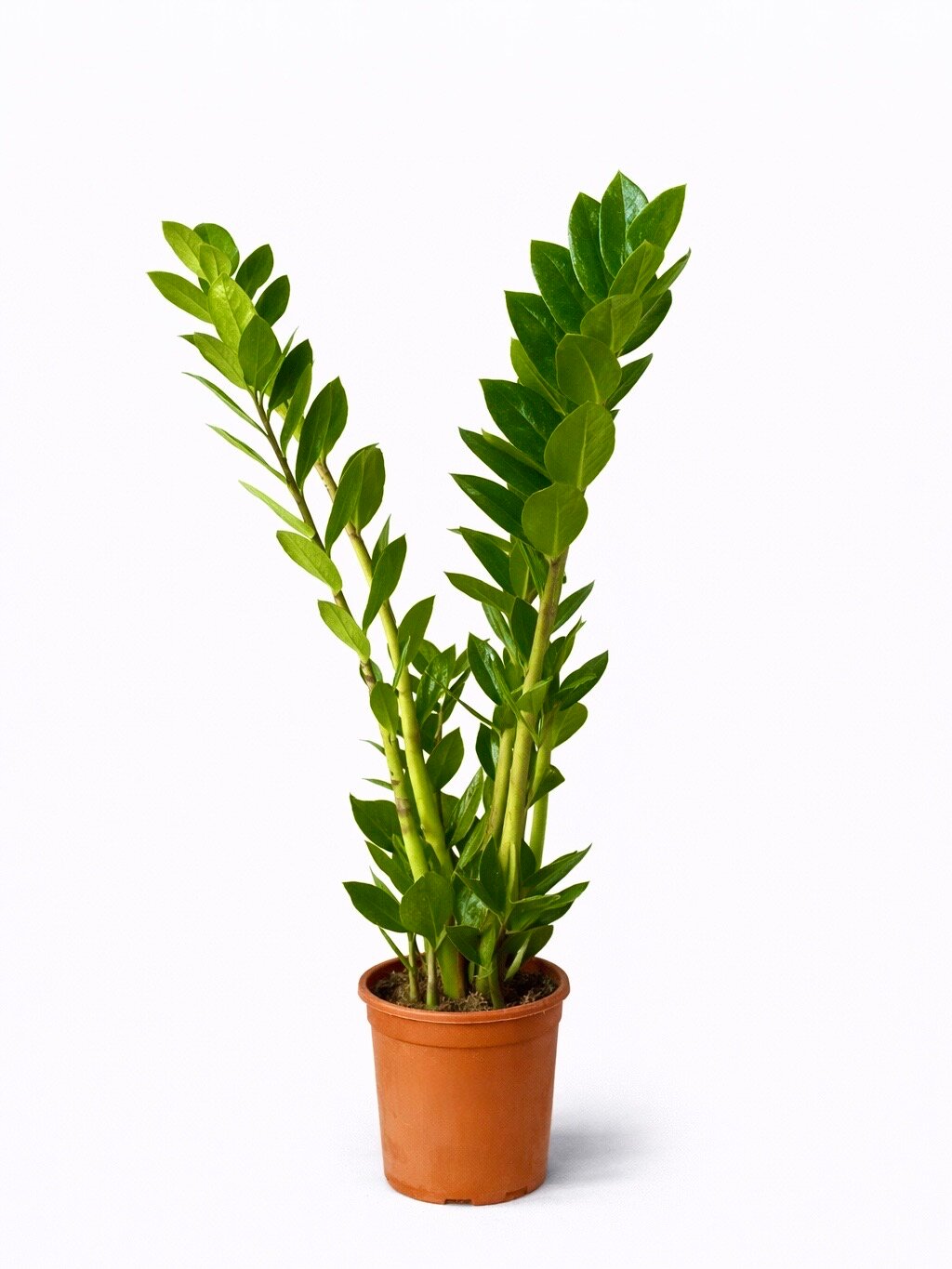 Замиокулькас — крупное зелёное украшение интерьера и символ достатка