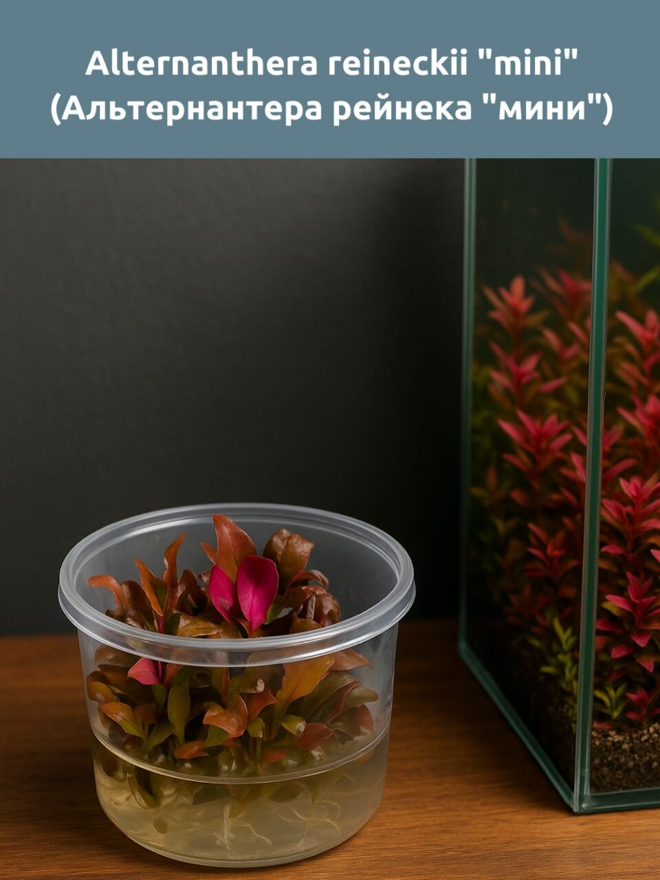 Меристемное растение "Альтернатера Рейнека "Мини" , живое аквариумное растение
