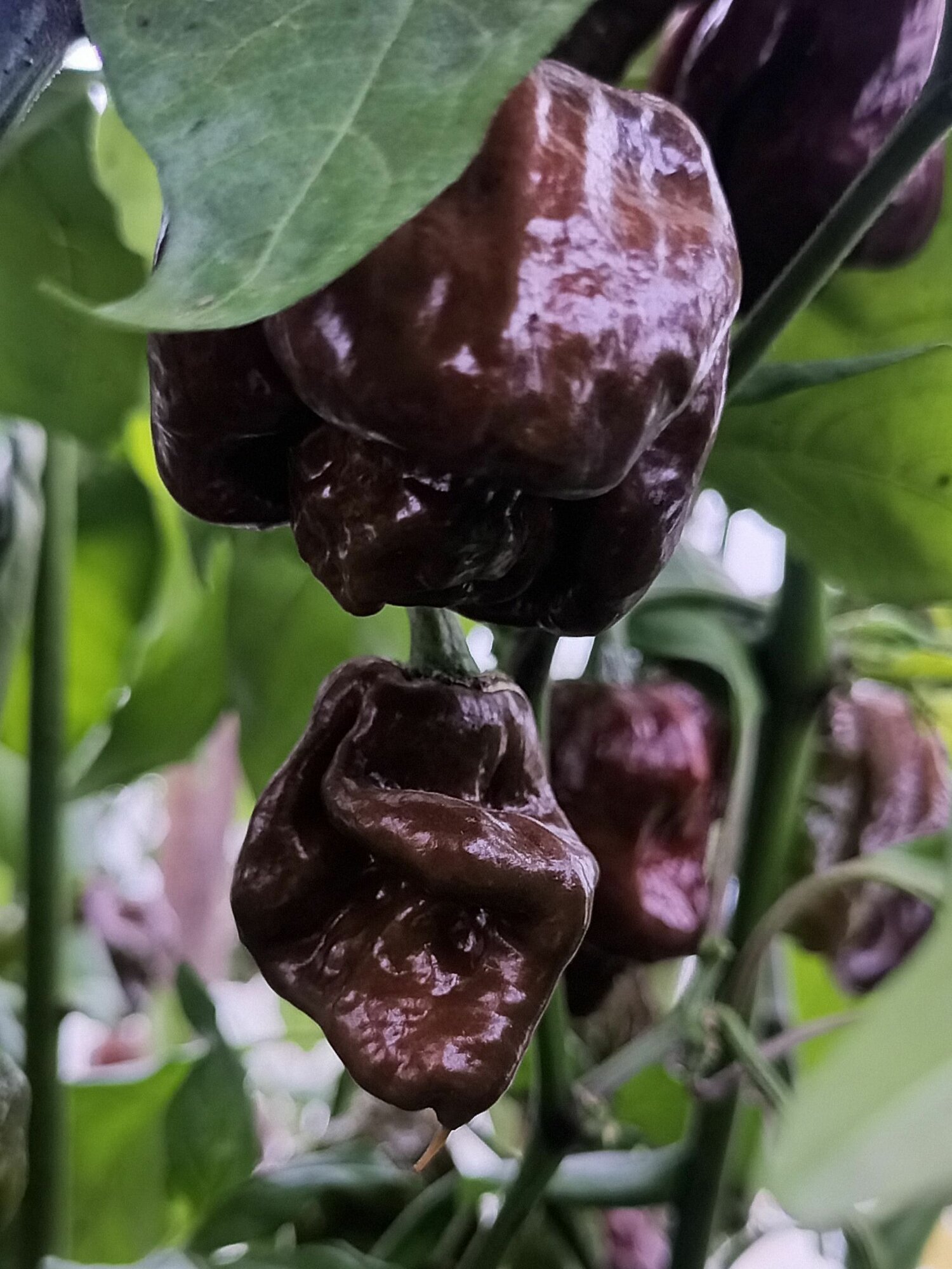 Семена Острого перца Trinidad Moruga Scorpion Chocolate 7шт+ бонус