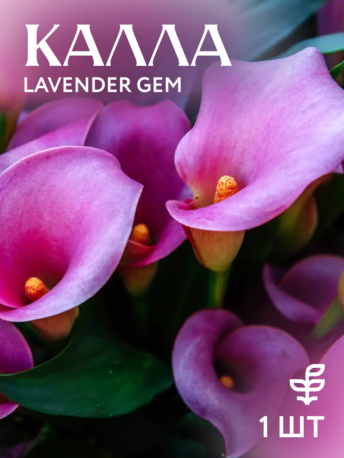 Каллы луковицы цветов многолетних