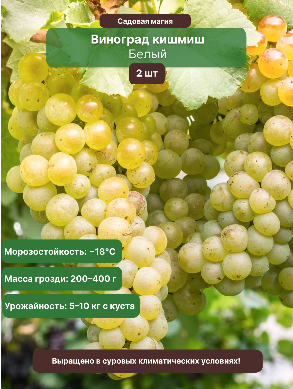 Виноград кишмиш белый 2 шт / бессемянный, морозостойкий сорт