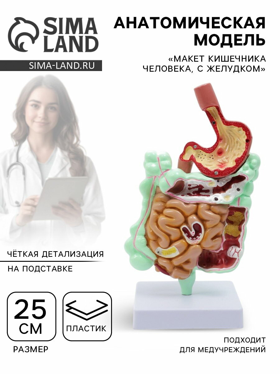 Анатомическая модель "Макет кишечника человека, с желудком", 25 см