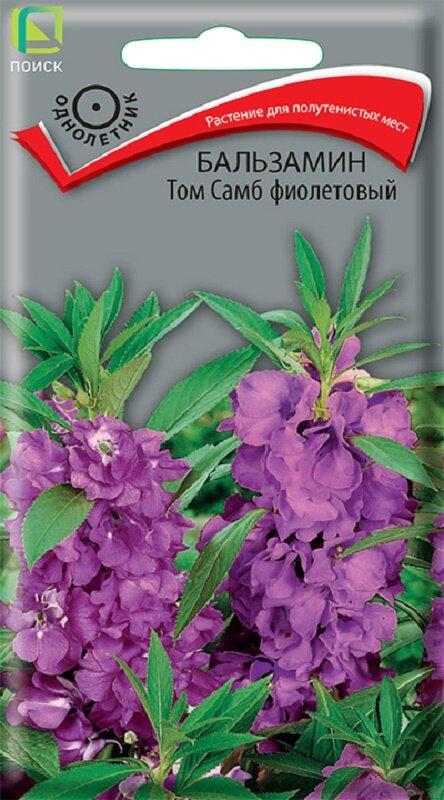 Семена цветов бальзамин Том Самб фиолетовый, для дачи, сада, огорода и на рассаду
