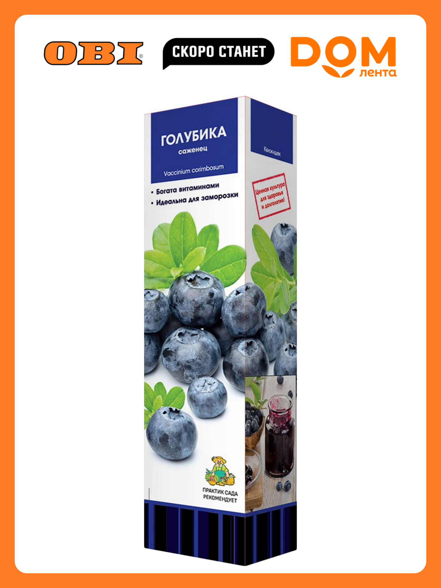 Саженец Голубика Чандлер С1 Н37
