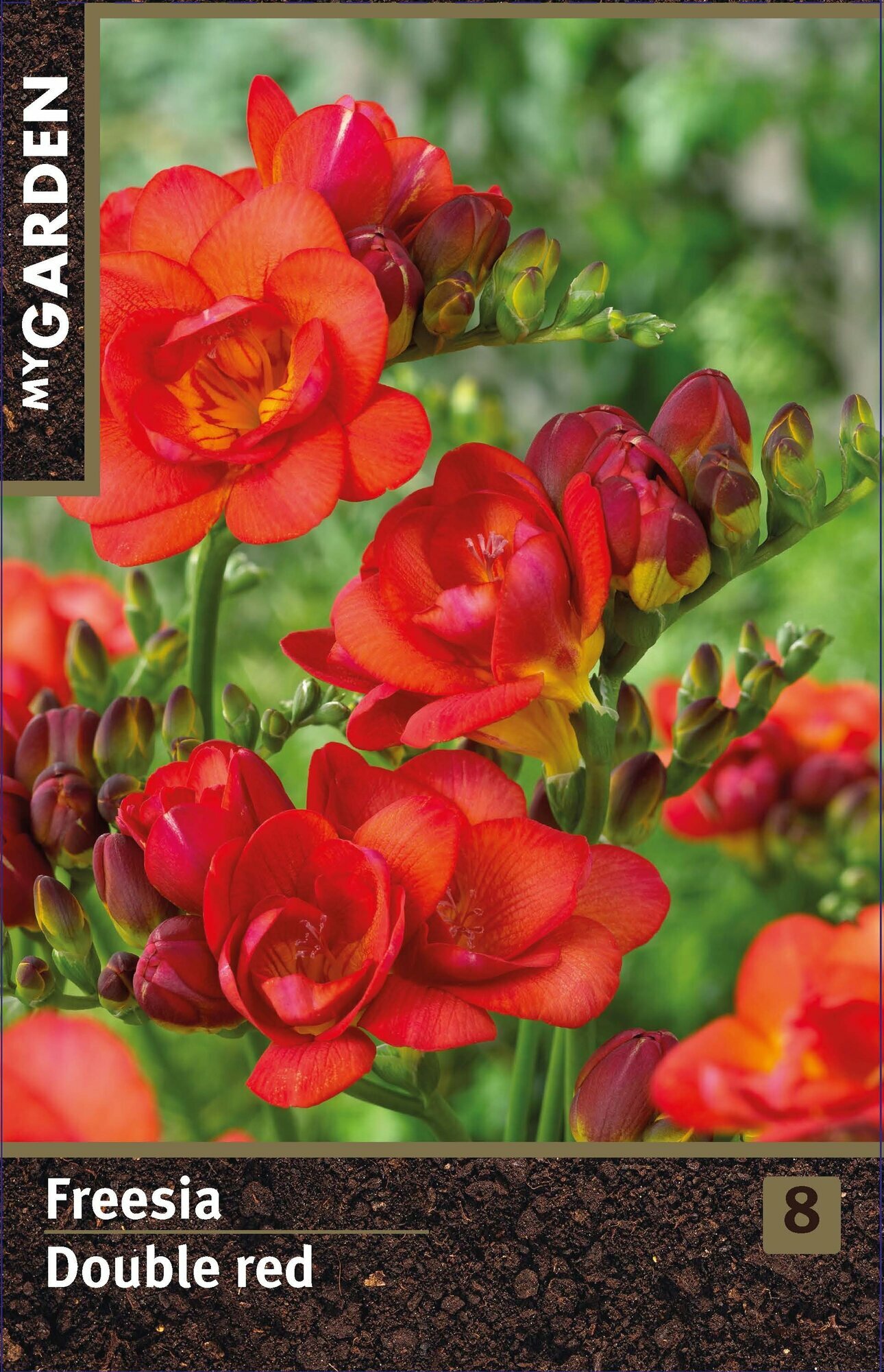 Фрезия махровая красная луковицы 5