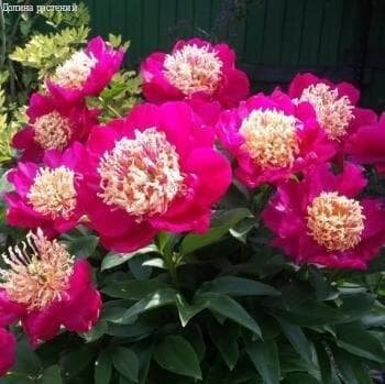 Пион Nippon Beauty (1 корневище в пакете с торфом), Нидерланды