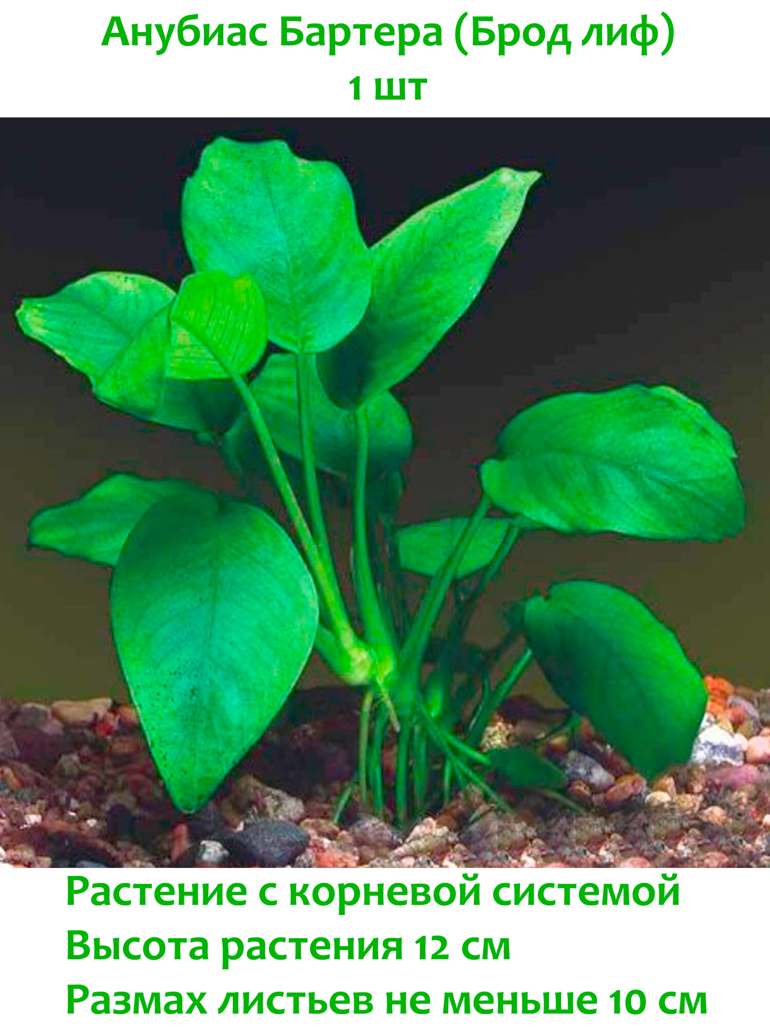 Bestfish24 Анубиас Бартера 12см 1шт растения для аквариума