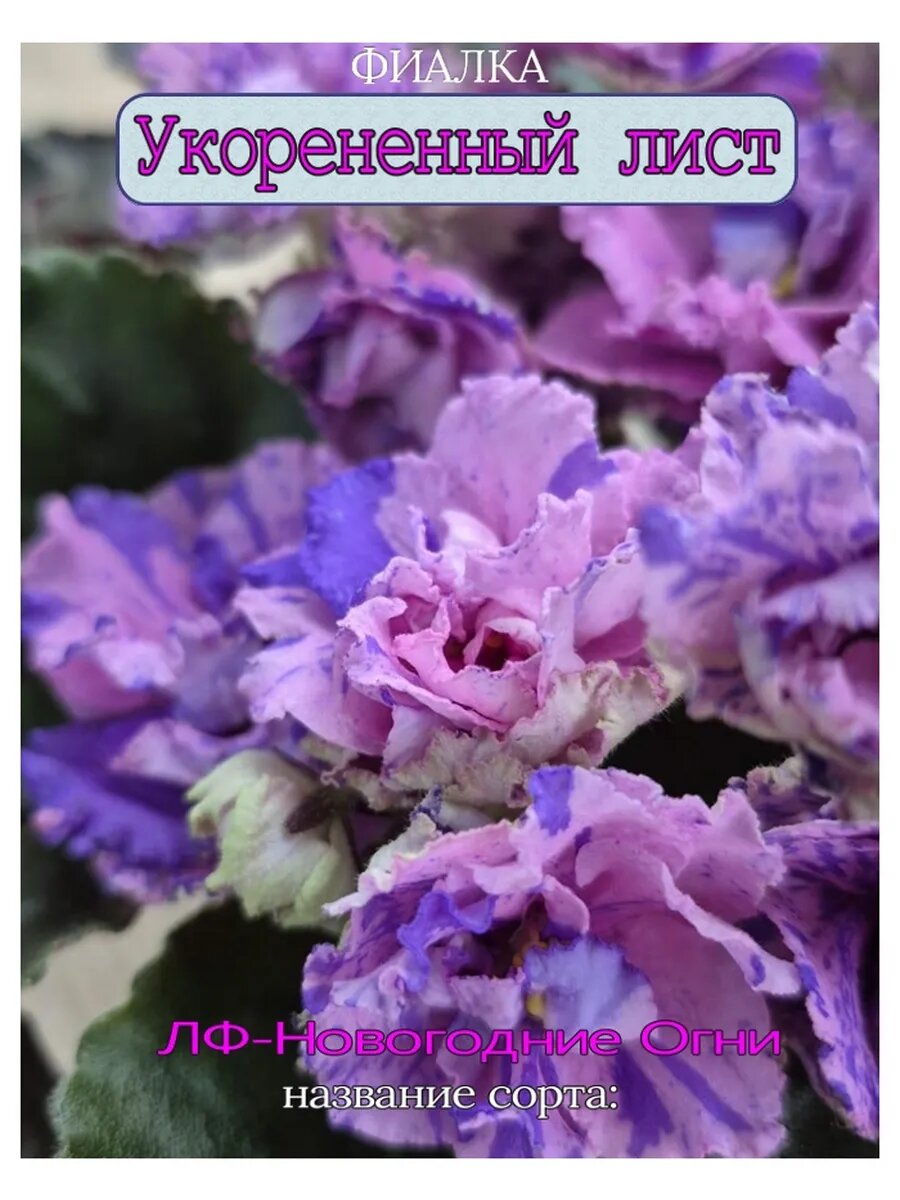 Фиалка живая в горшке ЛФ-Новогодние огни, укоренённый лист, стандарт, 1 штука