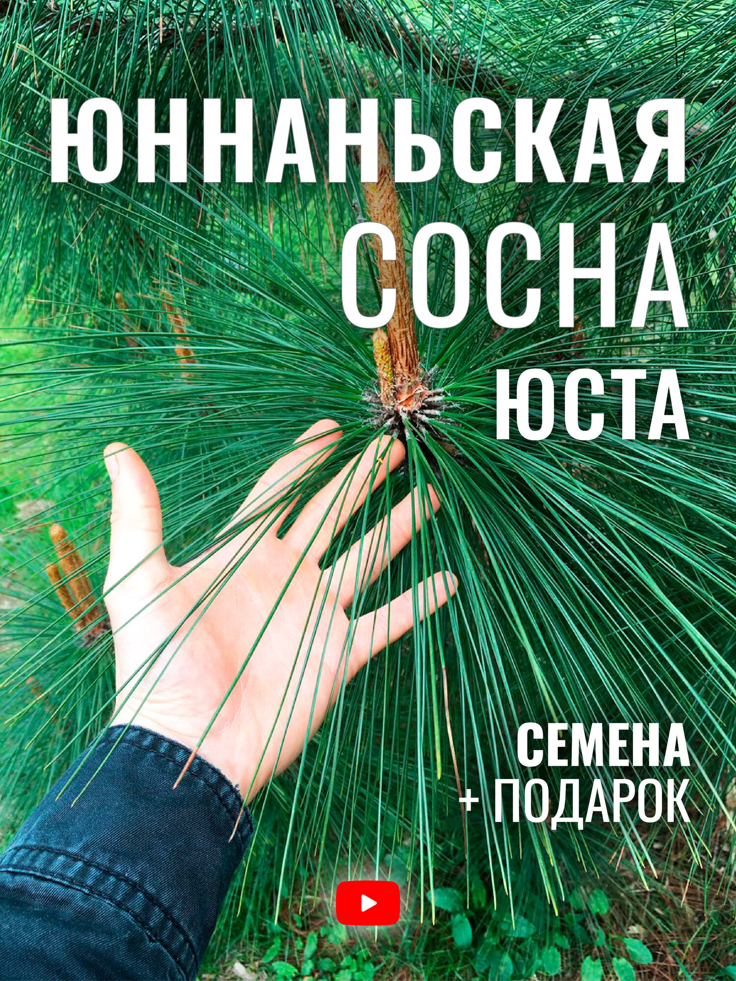 Сосна Юннаньская Юста, Семена, 20 шт, семена хвойных деревьев