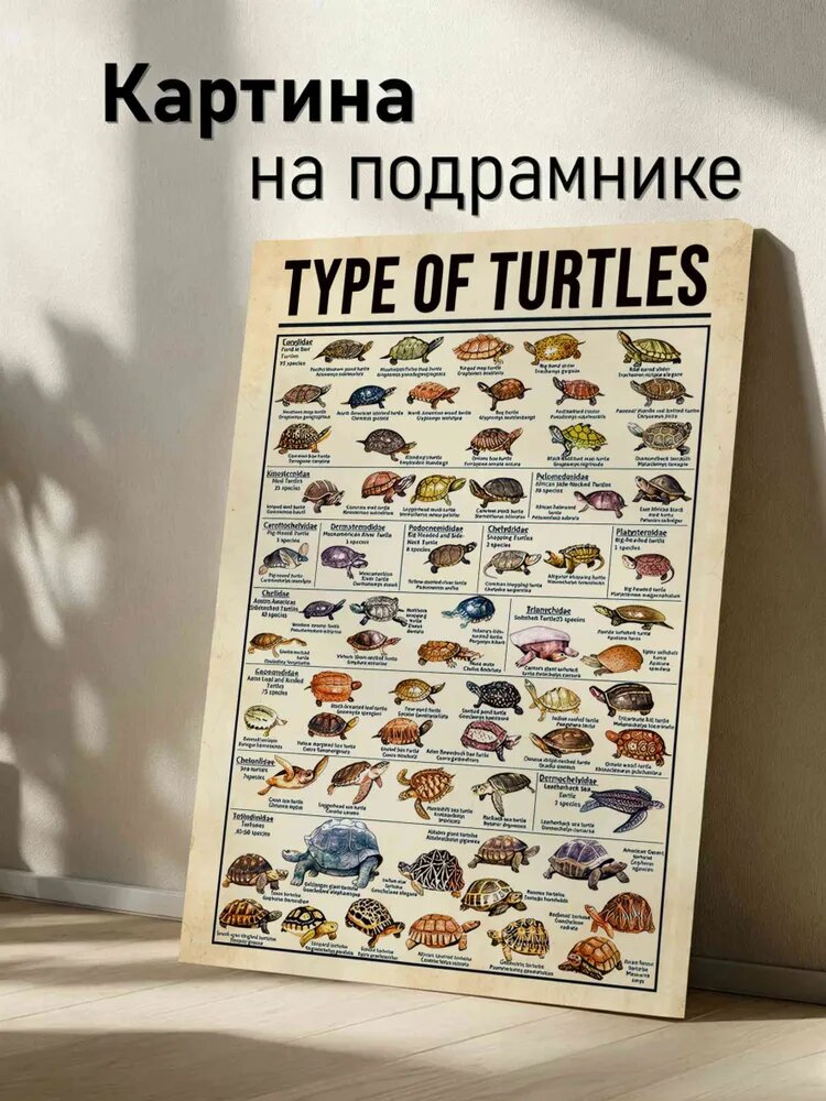 Картина "типы черепах" 55x75 см