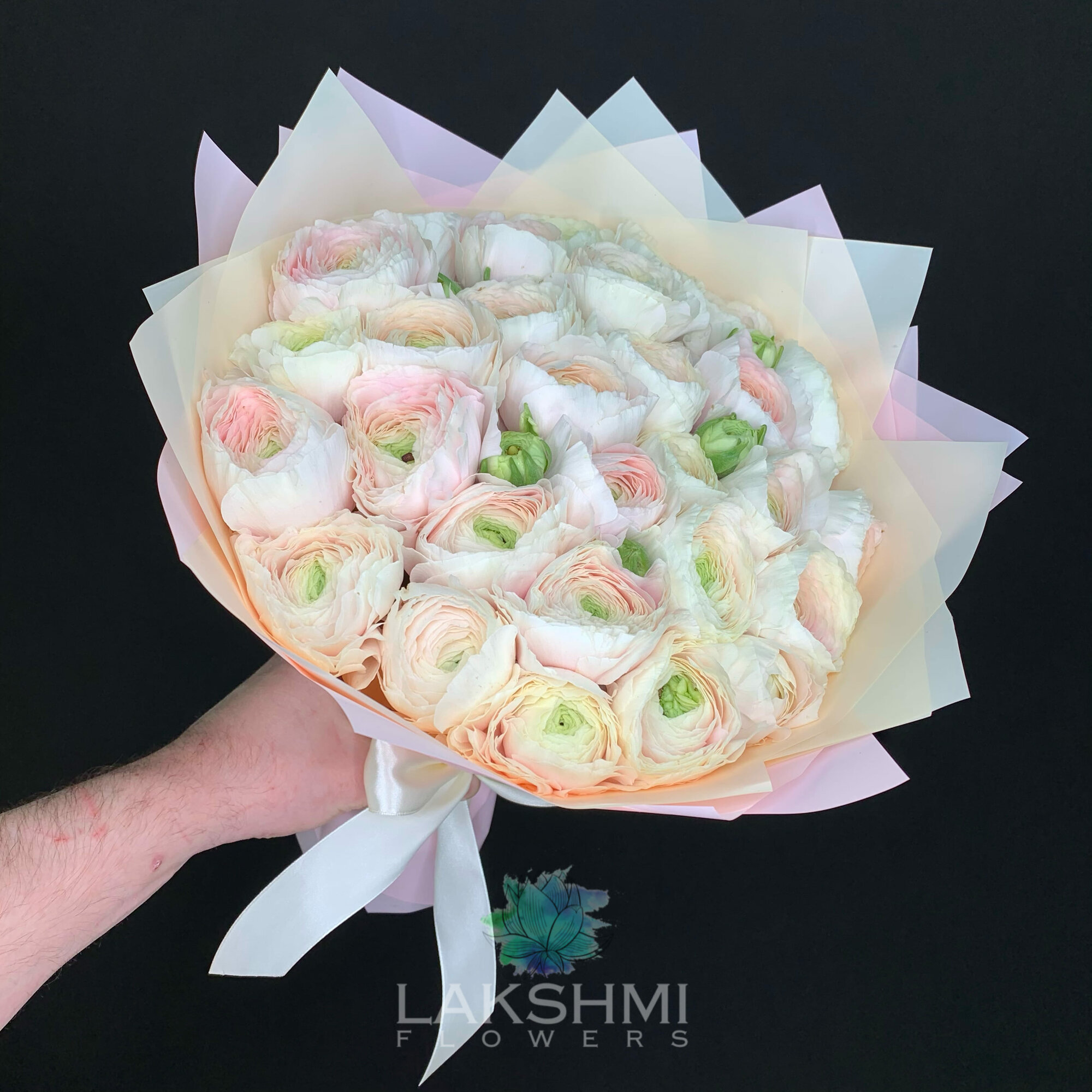 25 ранункулюсов / Букет из 25 кремовых ранункулюсов сорта «Ханой»