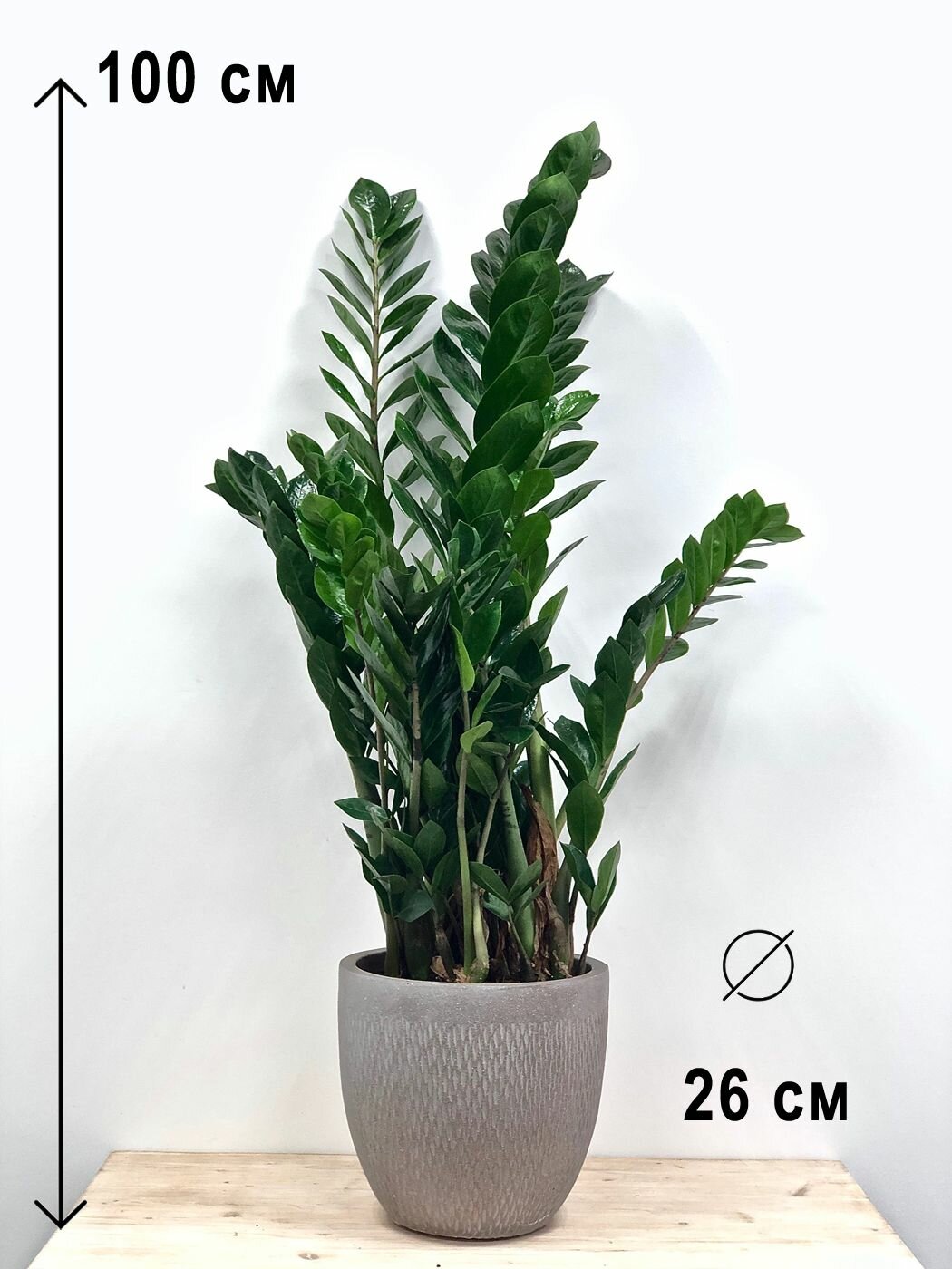 Замиокулькас в керамическом кашпо Лотус серо-коричневый, высота композиции 95-100см