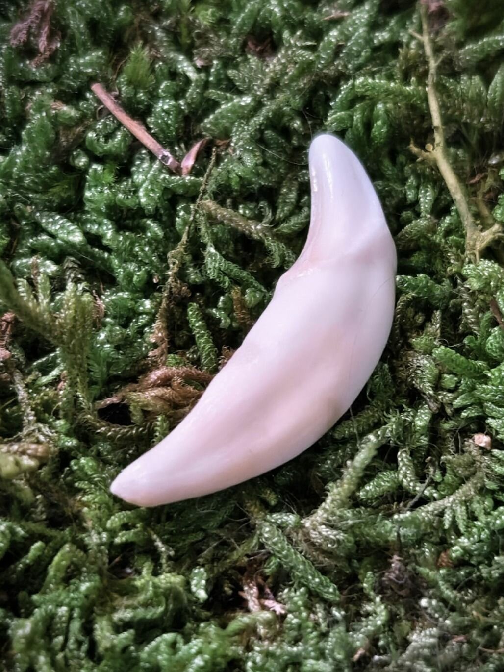 Волчий клык с Алтая (настоящий)