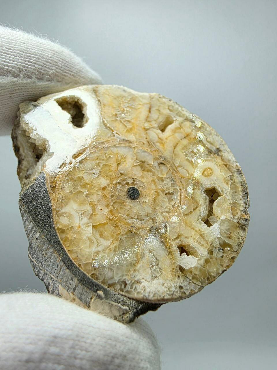 Аммонит перламутровый (полированный) 64 мм, 94 г.