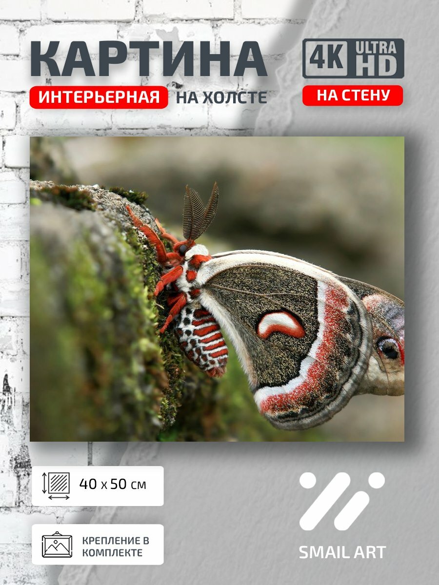 Картина на холсте интерьерная 40 на 50 на стену Камне Macro для спальни макро интерьер