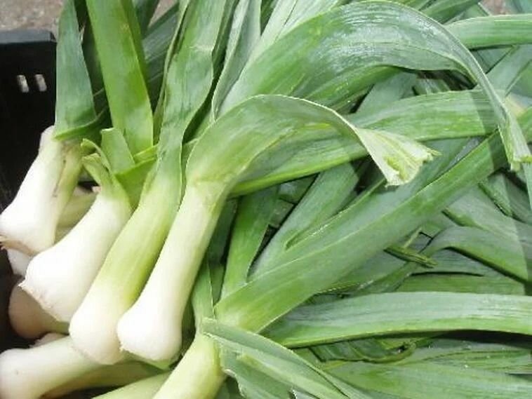 Коллекционные семена лука Порей Победитель