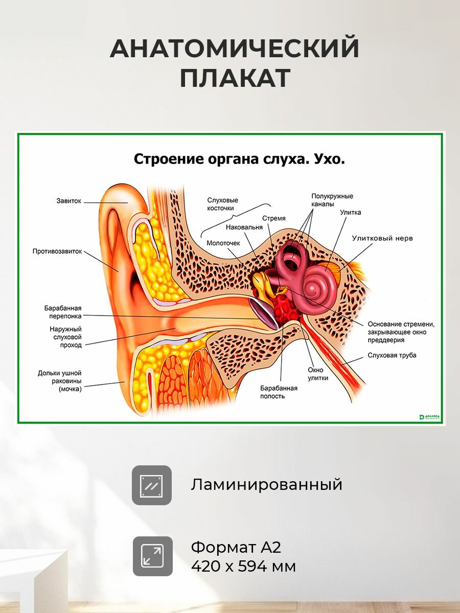 Обучающий медицинский плакат ламинированный формат А2 Строение органа слуха, ухо
