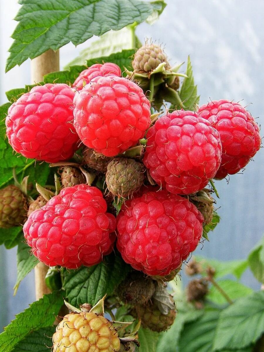 Малина бесшипная крупноплодная Глен Ди, морозостойкий сорт, высокоурожайная, 3 шт