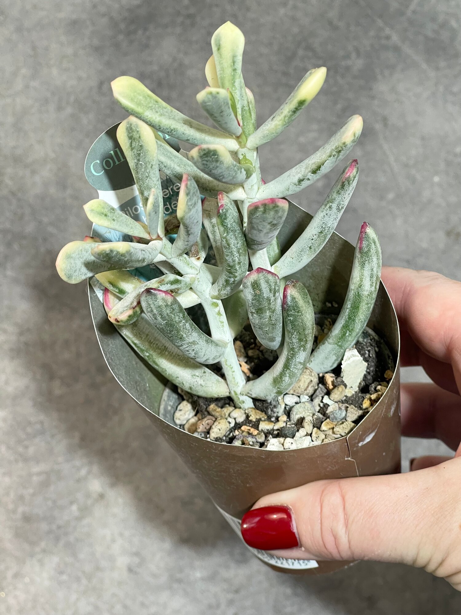 Котиледон Орбикулата Облонга Вариегата d7