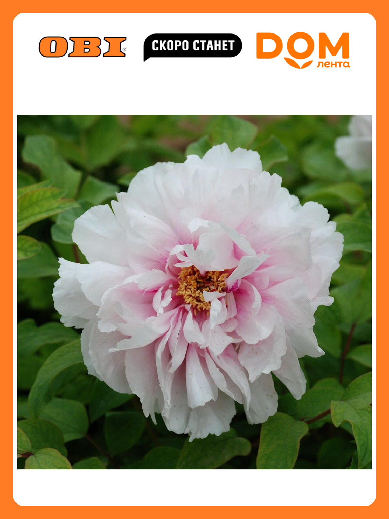 Саженец Пион древовидный Персик Под Снегом 1 шт