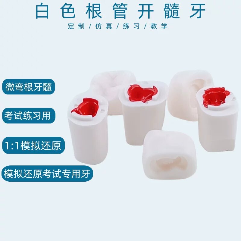 Модель зуба для практики экзаменов по оральной хирургии: имитация удаления пульпы корневого канала, подготовка зуба для