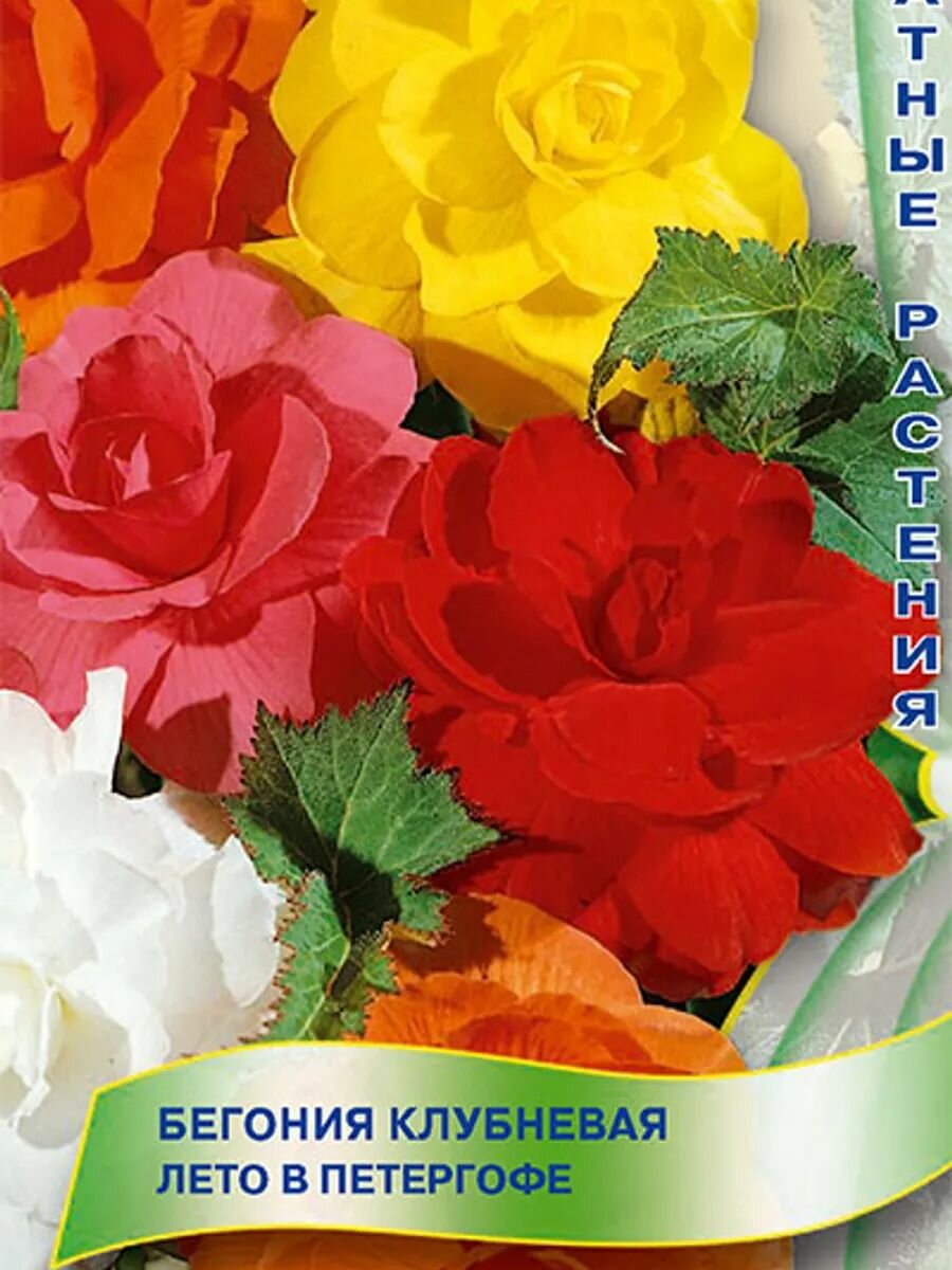 Бегония Лето в Петергофе клубневая 15 шт, Семена Поиск