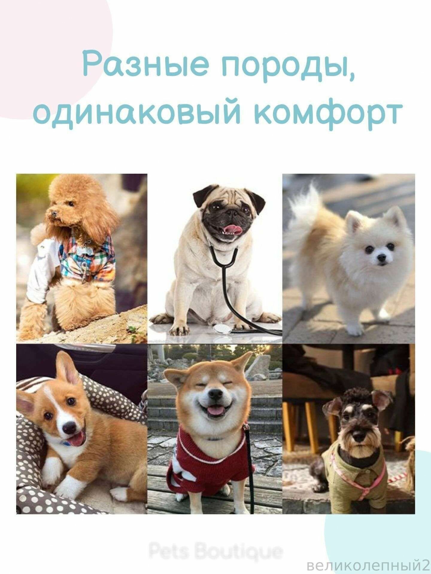 Лапомойка — фото 1