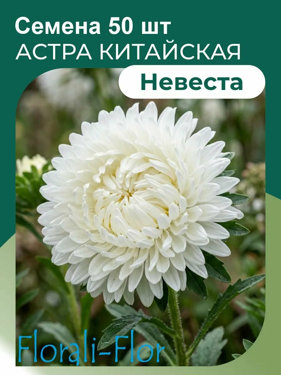 Астра Китайская Cемена