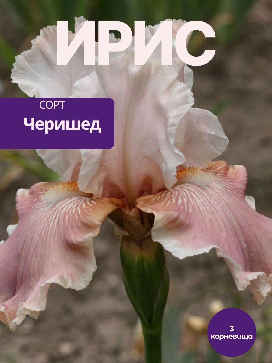 Ирис Черишед, корневище 3 шт