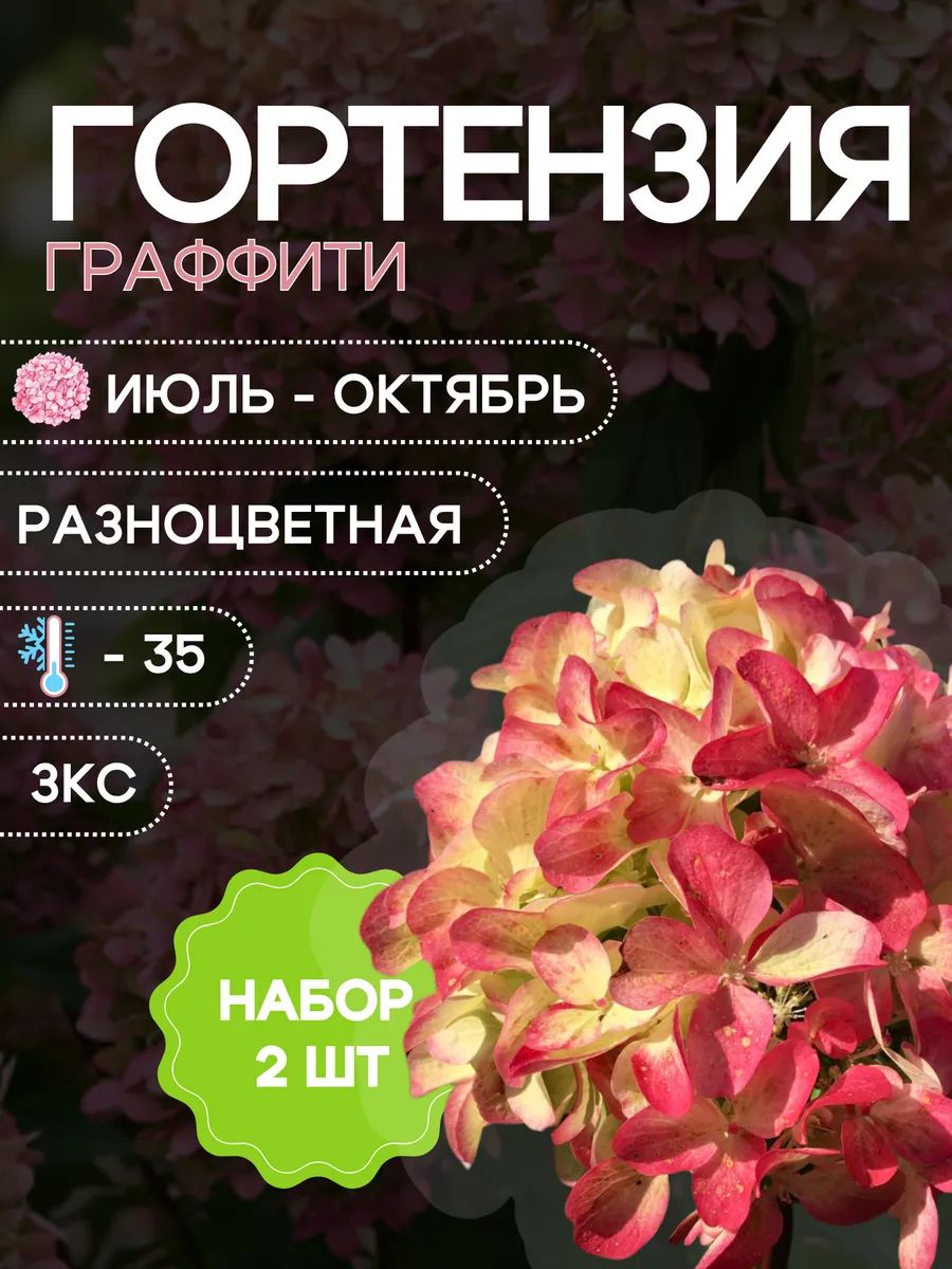 Гортензия метельчатая Граффити Graffiti саженец 2 шт