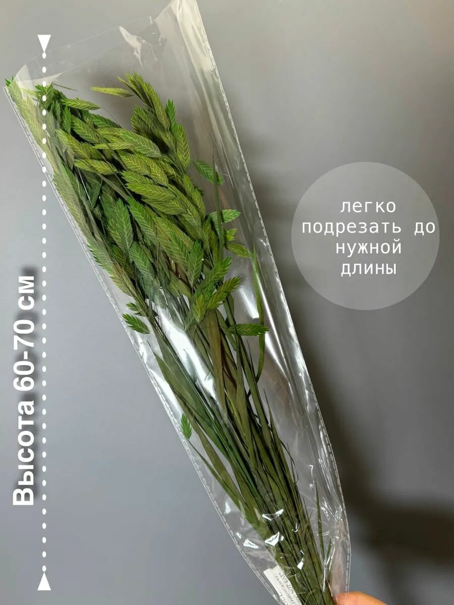 Хасмантиум сухоцветы для декора — фото 1