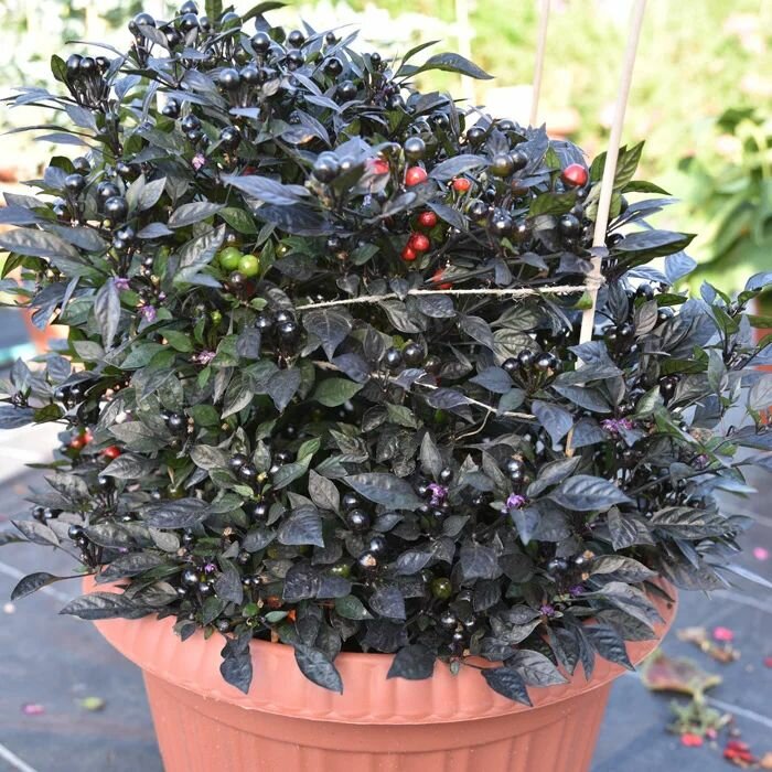 Коллекционные семена перца острого F1 Черный жемчуг