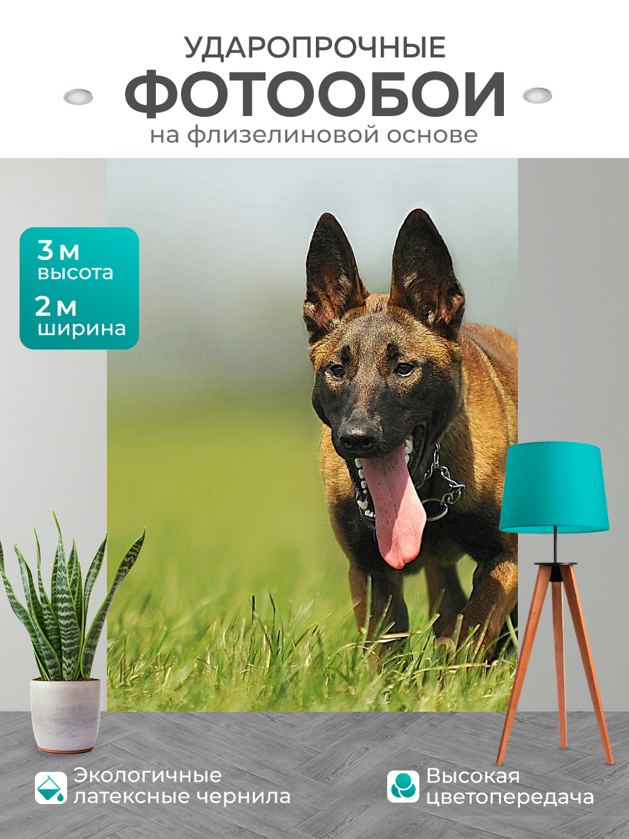 Фотообои моющиеся ударопрочные "Малинуа, собака, животное" 200x300 см. флизелиновые на стену