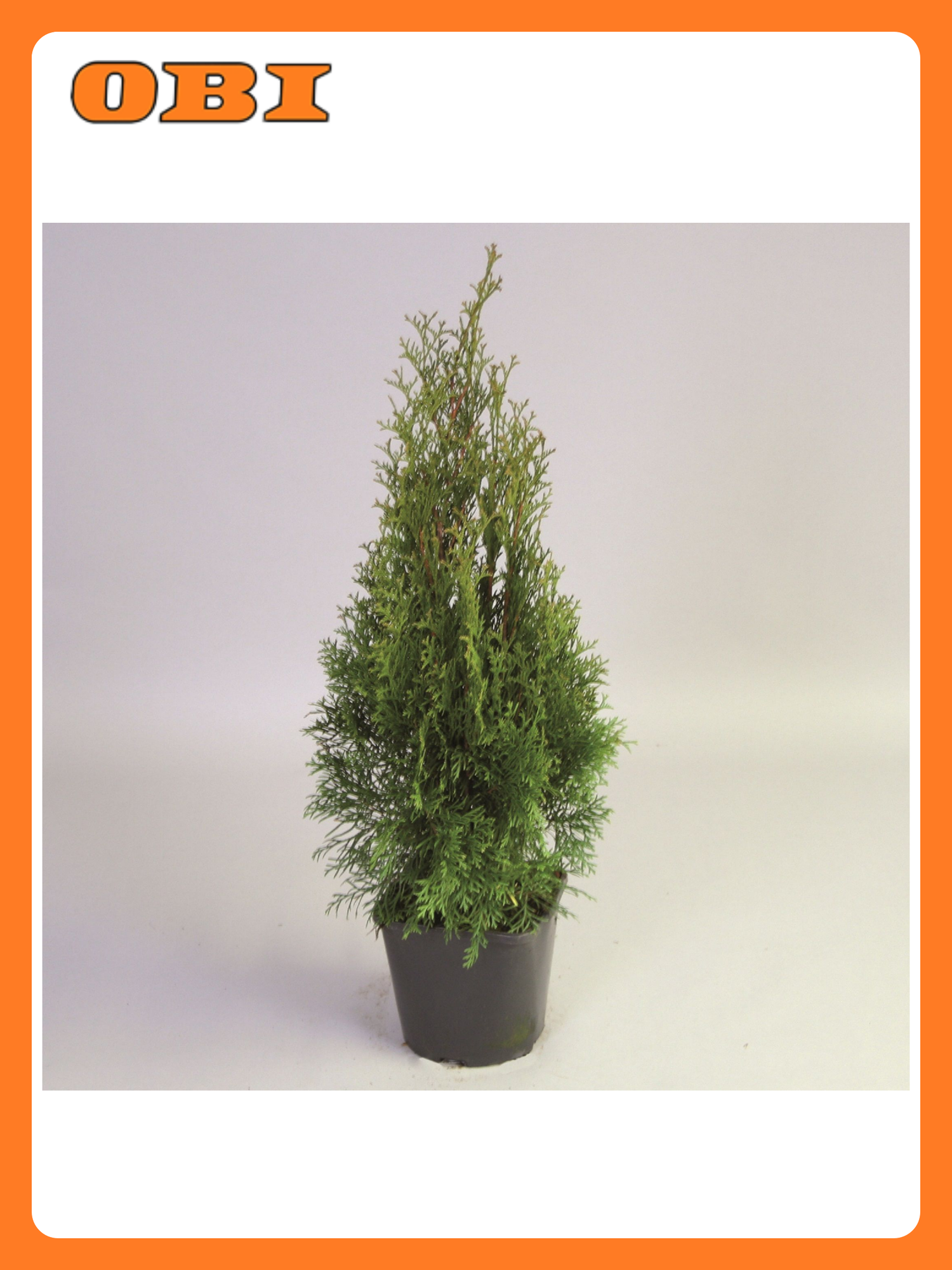 Туя западная "Смарагд", многолетняя, хвойная, 881635, С2, H30-40
