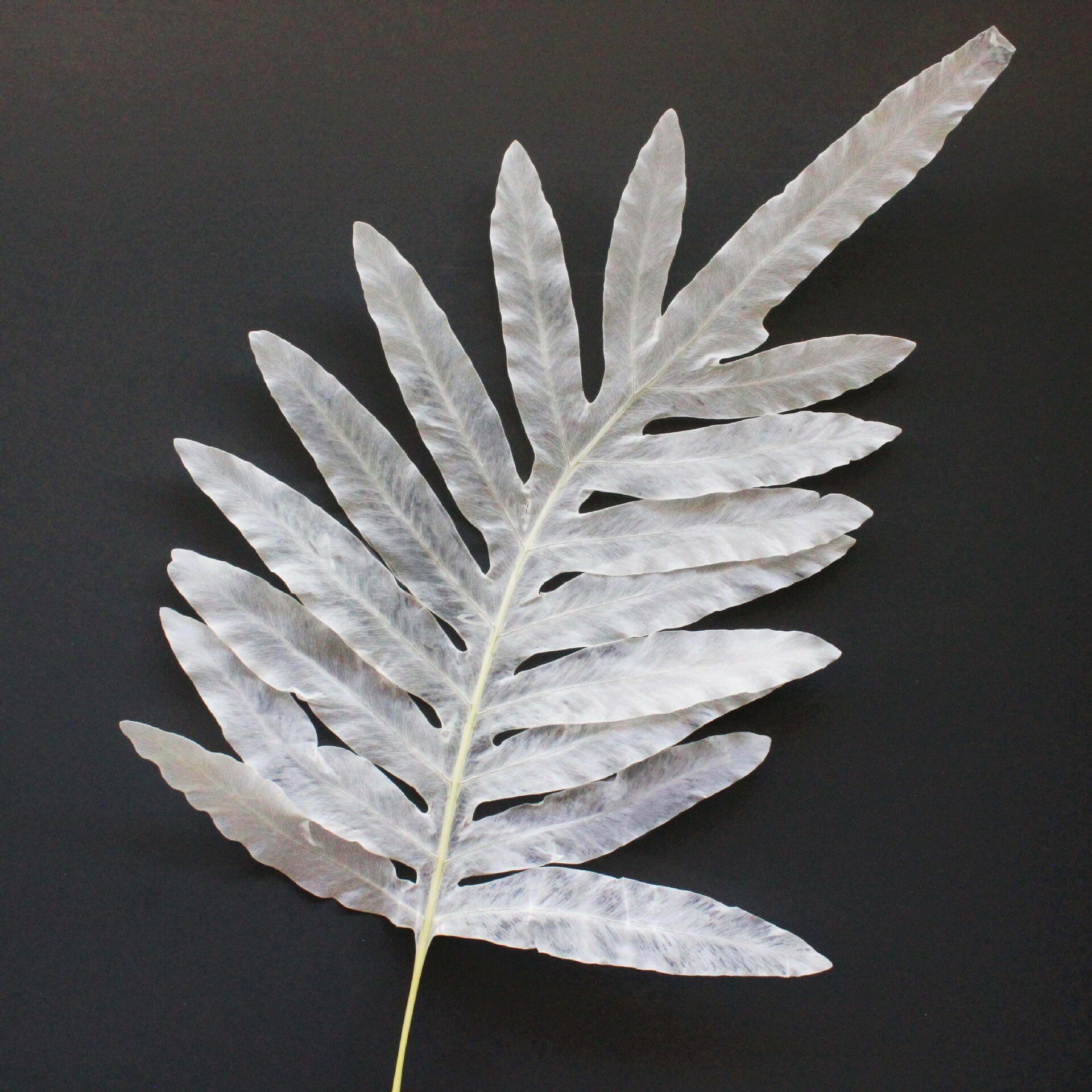 Вечный драконий костяной лист, папоротниковый лист, DIY, вечный цветочный материал, домашний декор, аксессуар для цветочной композиции, реквизит для съемки