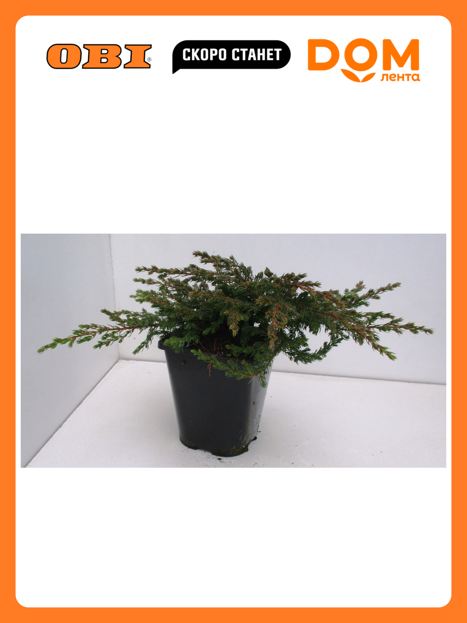 Можжевельник Репанда 881574, многолетнее, хвойное, декоративное растение