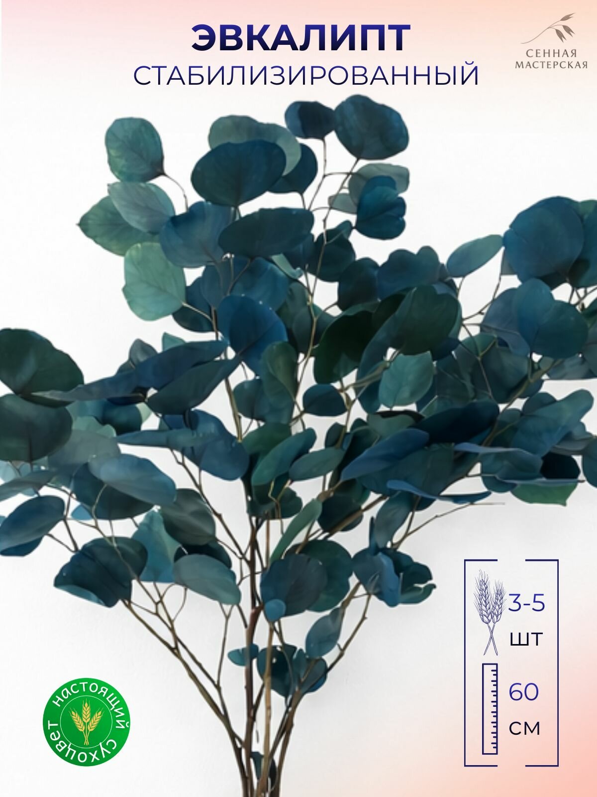 Стабилизированные цветы, эвкалипт стабилизированный, Цинерия синий, изумрудный . Сухоцветы для декора. 4-5 шт. 60 см