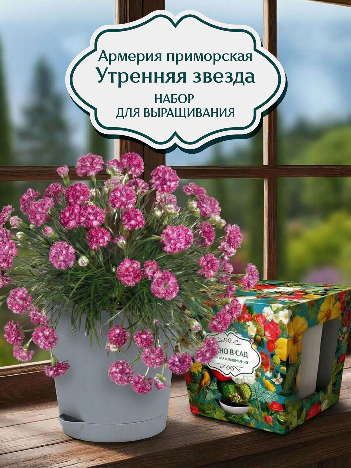 Набор для выращивания Армерия приморская Утренняя звезда "Окно в сад", для детей и взрослых