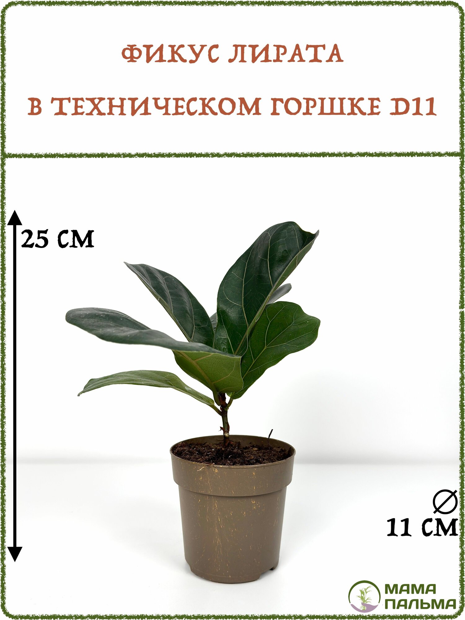 Живое растение Фикус Лирата в горшке D11 высота 25 см