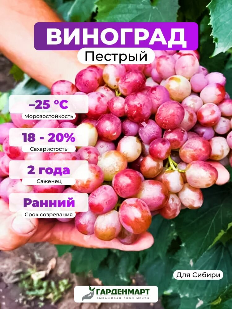 Саженец Виноград ранний для Сибири Пестрый