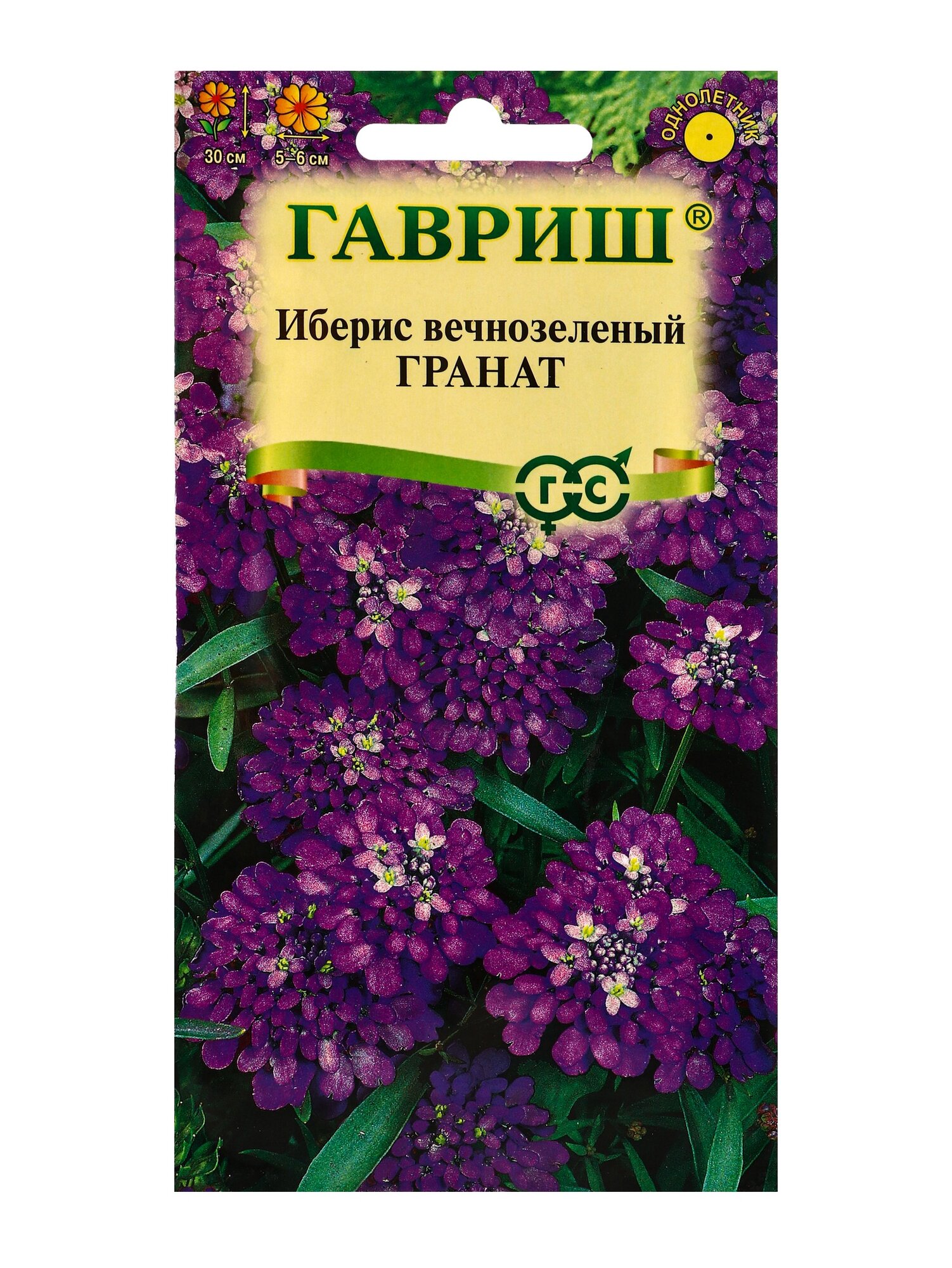 Вечнозеленый иберис «Гранат», семена цветов, 0.1 г