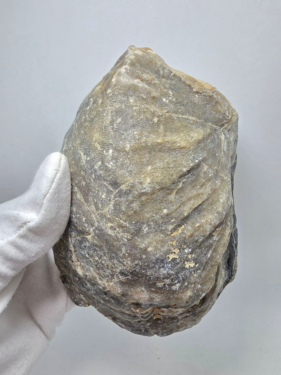 Окаменелая устрица Gryphaea, 148 мм, 1316 г.